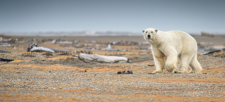 Climate Change in Real Time: Inside World Wildlife Fund’s Climate Crowd ...