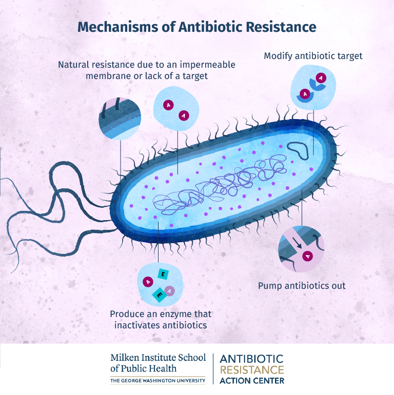 How Bacteria Build Resistance at the Cellular Level | Online Public Health