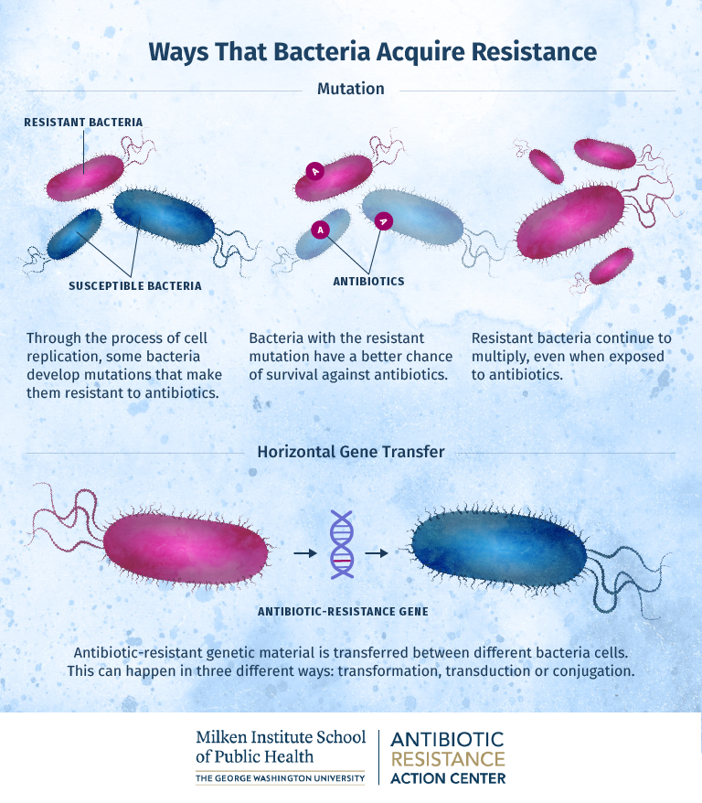 How Bacteria Build Resistance at the Cellular Level | Online Public Health